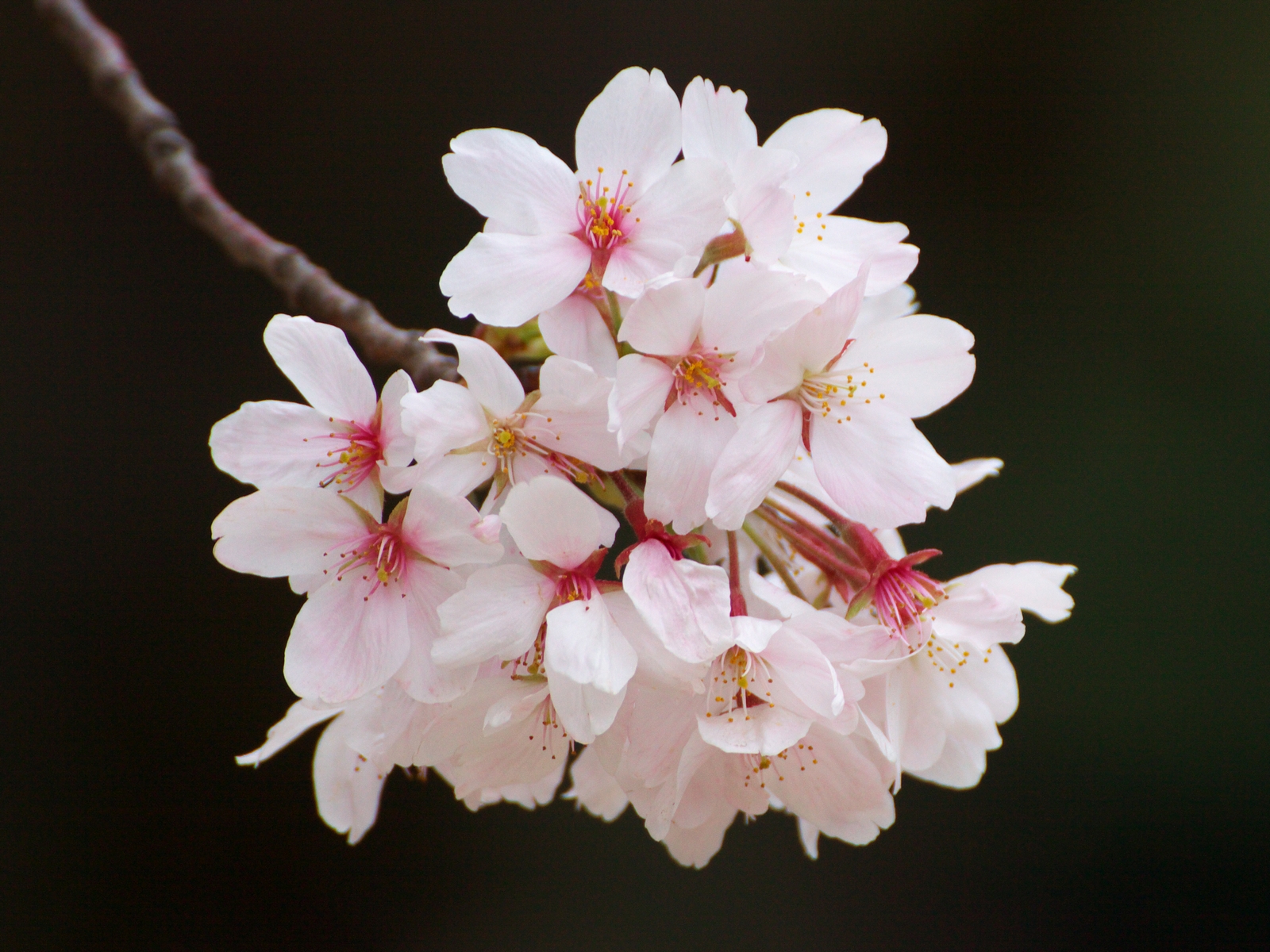 「さくら」の風景壁紙・写真｜Pure